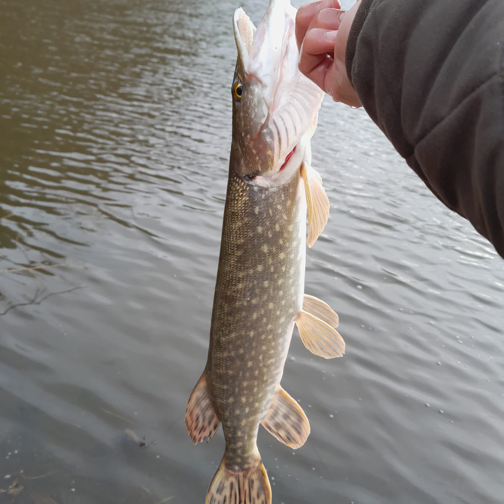 Štika obecná - Aktivní - rybolov.cz