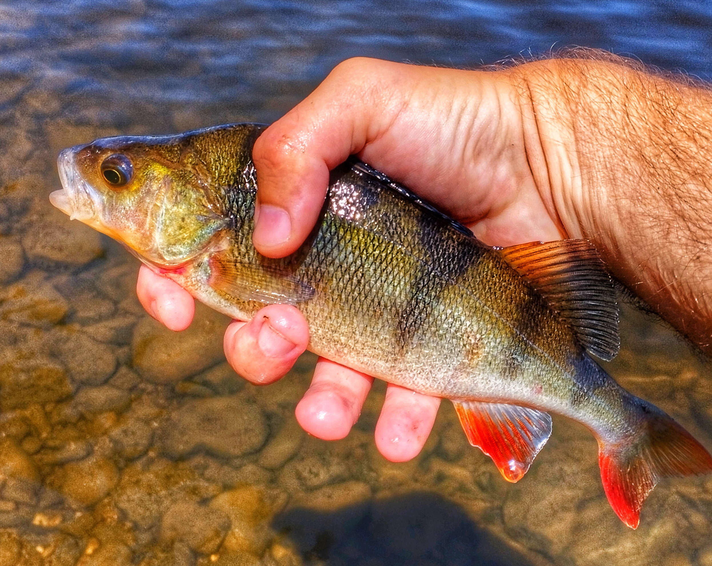 Ze statistik: průměrný okoun říční v severních Čechách má 27 centimetrů ...