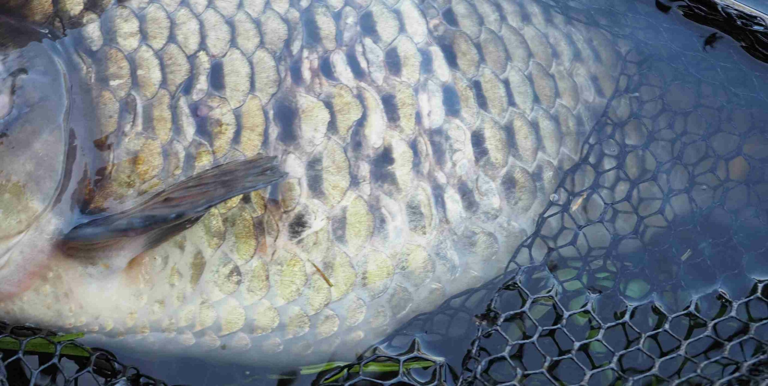 Podzimní giganti: kapři nad 3O kilo z českých vod - Aktivní - rybolov.cz